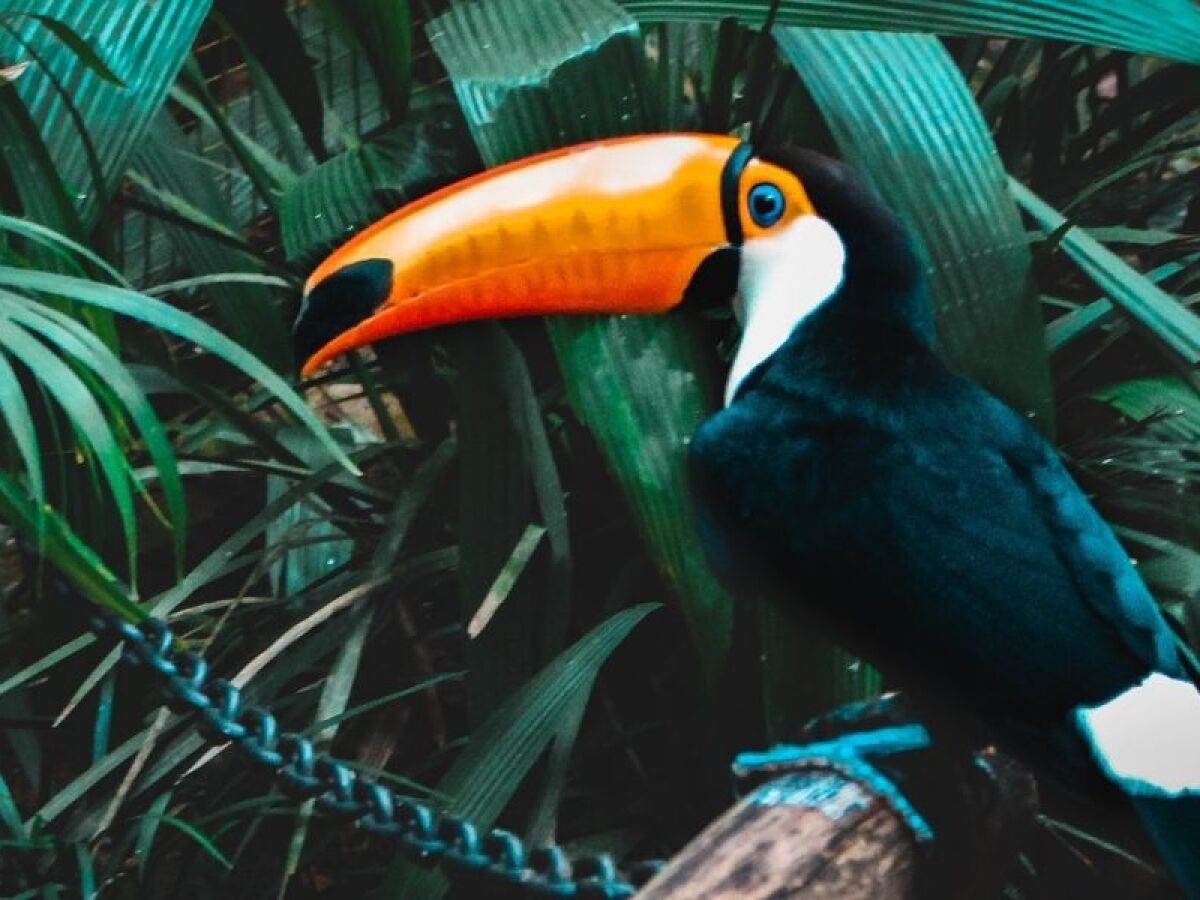 Comércio internacional de fauna e flora terá novidades a partir de ...